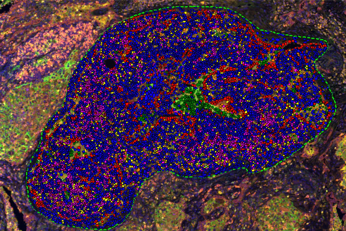 Quantitative immunofluorescence Image Analysis Services